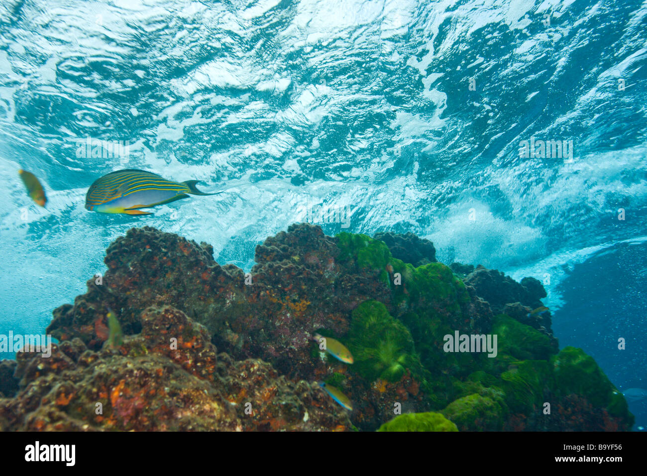 Lined surgeonfish [acanthurus lineatus] hi-res stock photography and ...