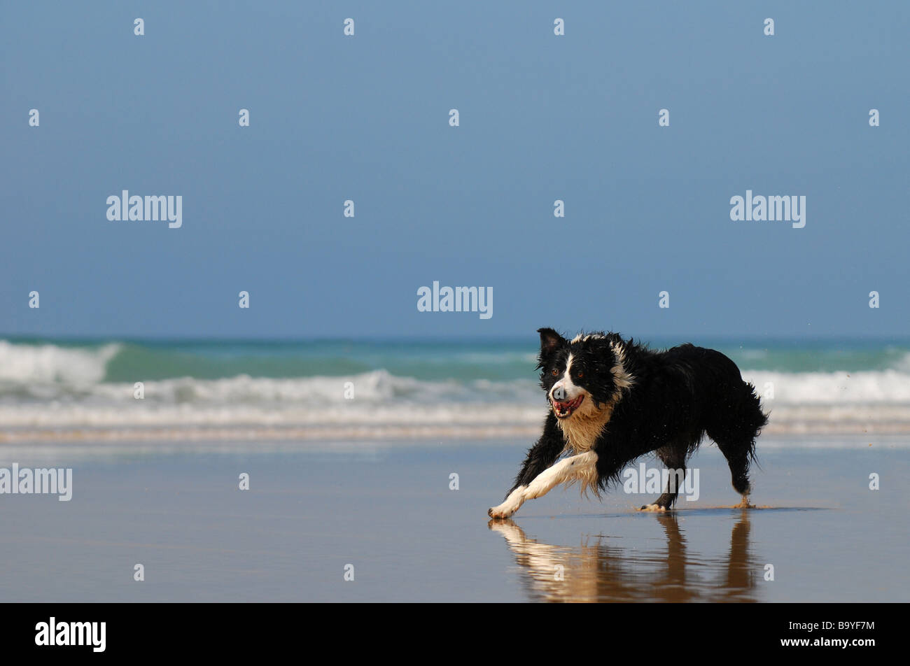 A border collie running along Gwithian beach, Cornwall, Engand Stock ...