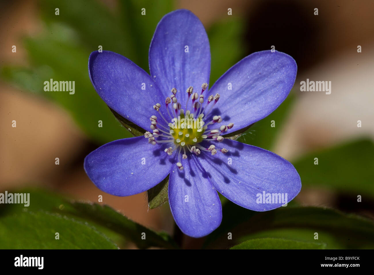 Leberblümchen Hepatica nobilis liverwort flower Stock Photo - Alamy