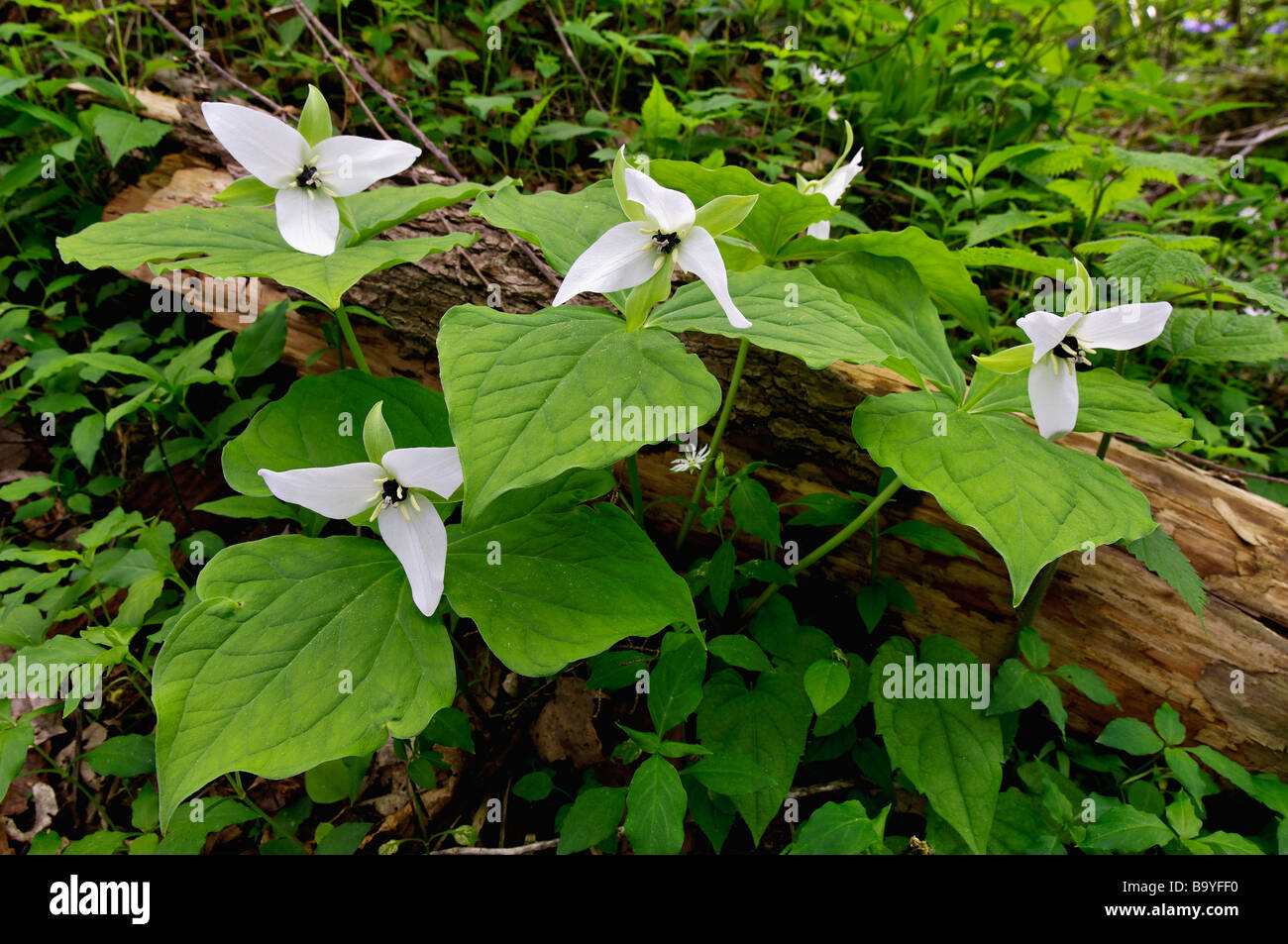 Sweet White Trillium Growing on the Roaring Fork Motor Nature Trail in ...