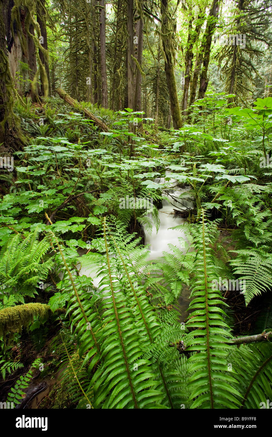 Stream in Rockport State Park, Washington Stock Photo - Alamy