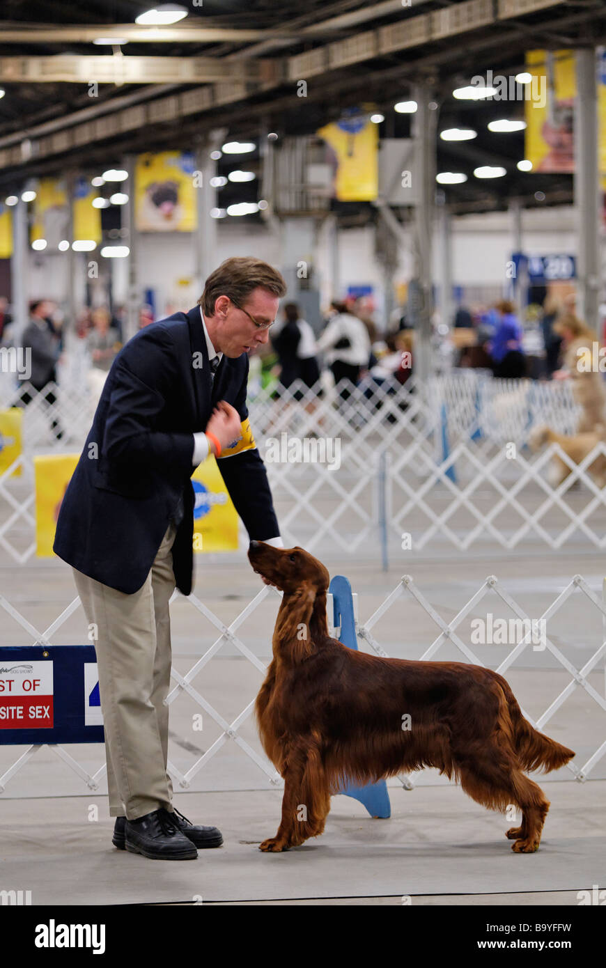 Irish Setter being Shown in the Show Ring at the Louisville Dog Show in ...