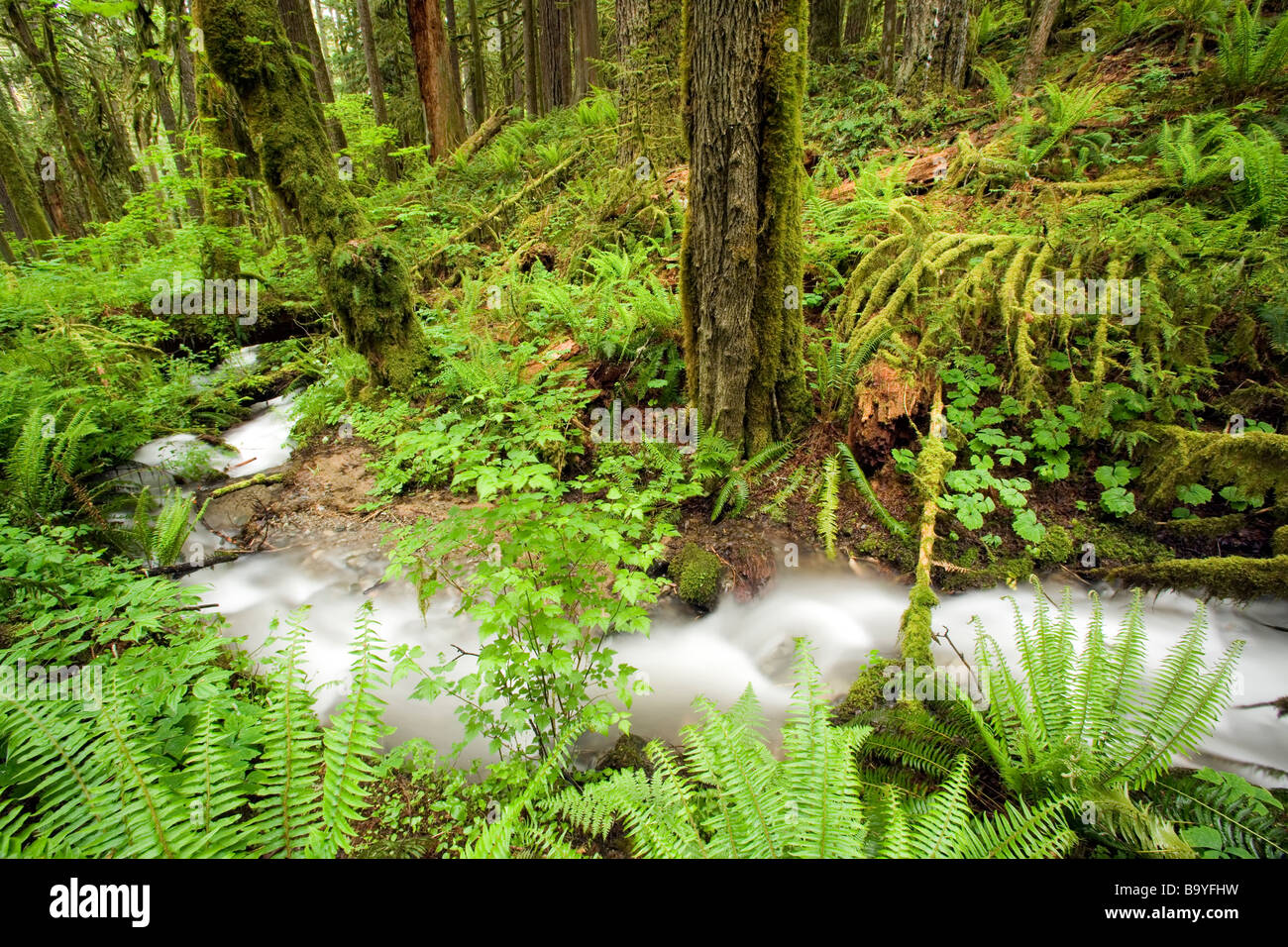 Old growth forest trail - Rockport State Park, Washington Stock Photo ...