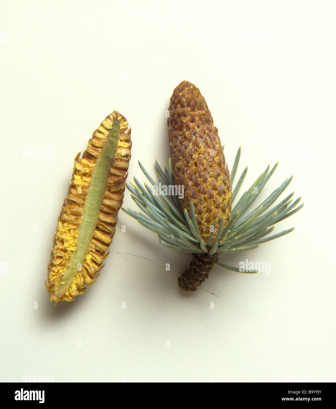 Cedrus atlantica 'Glauca’, the blue Atlas cedar Stock Photo - Alamy
