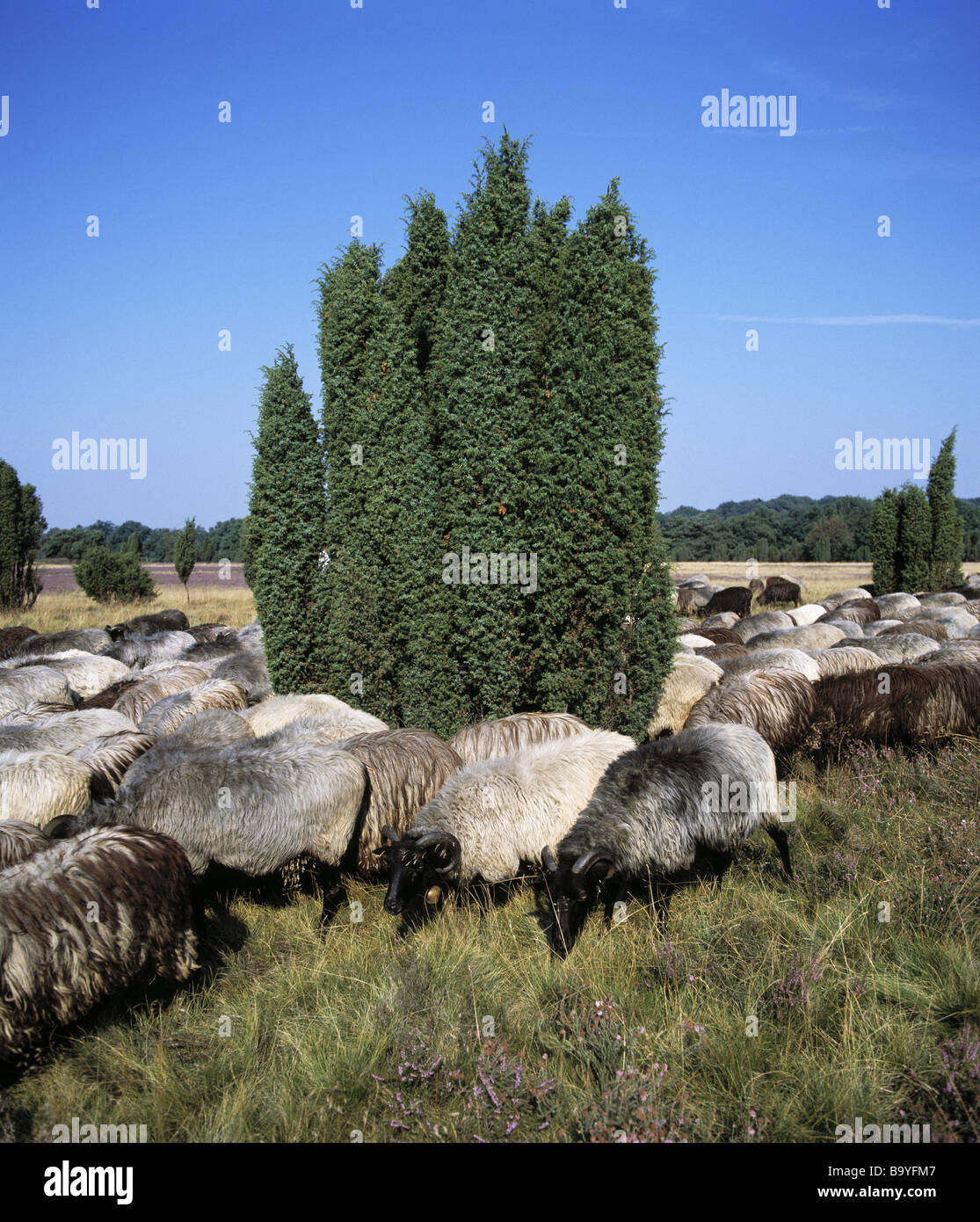 Geestlandschaft hi-res stock photography and images - Alamy
