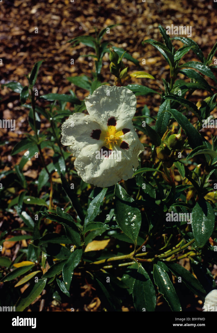 Cistus cyprius Albiflorus evergreen shrub Stock Photo - Alamy