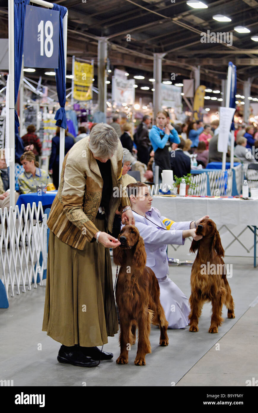 Irish Setters being Shown in the Show Ring at the Louisville Dog Show ...