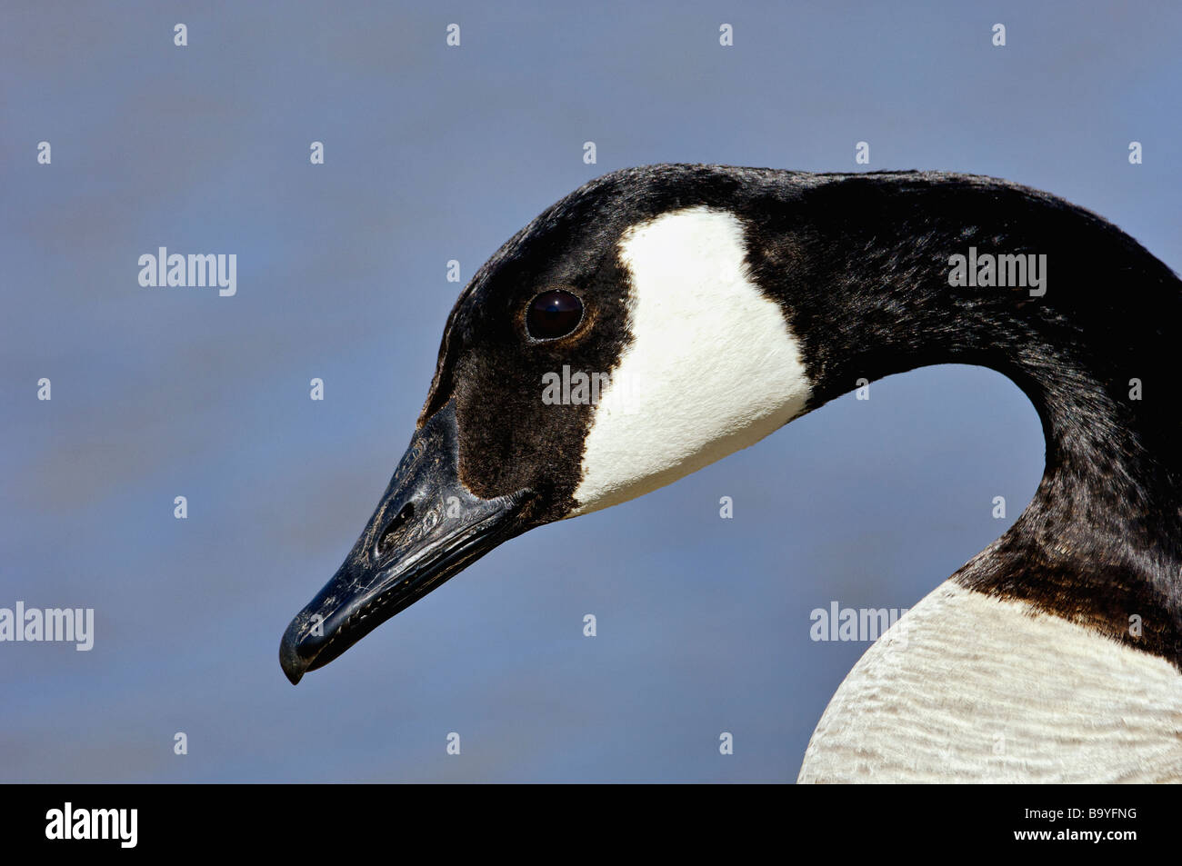 Canada Goose Portrait Stock Photo - Alamy