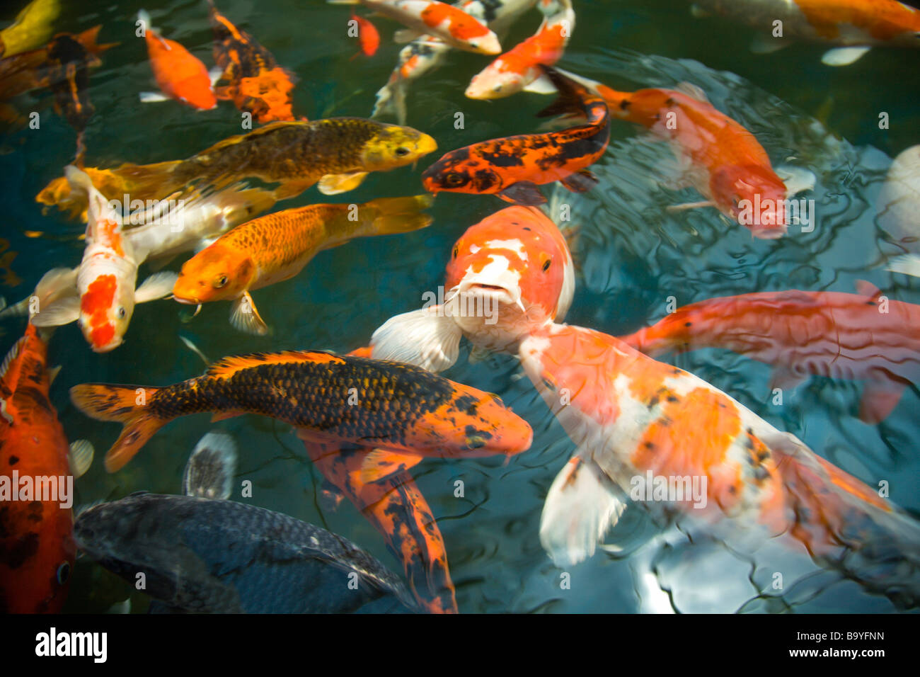 Carassius Auratus Auratus Stock Photos & Carassius Auratus Auratus ...