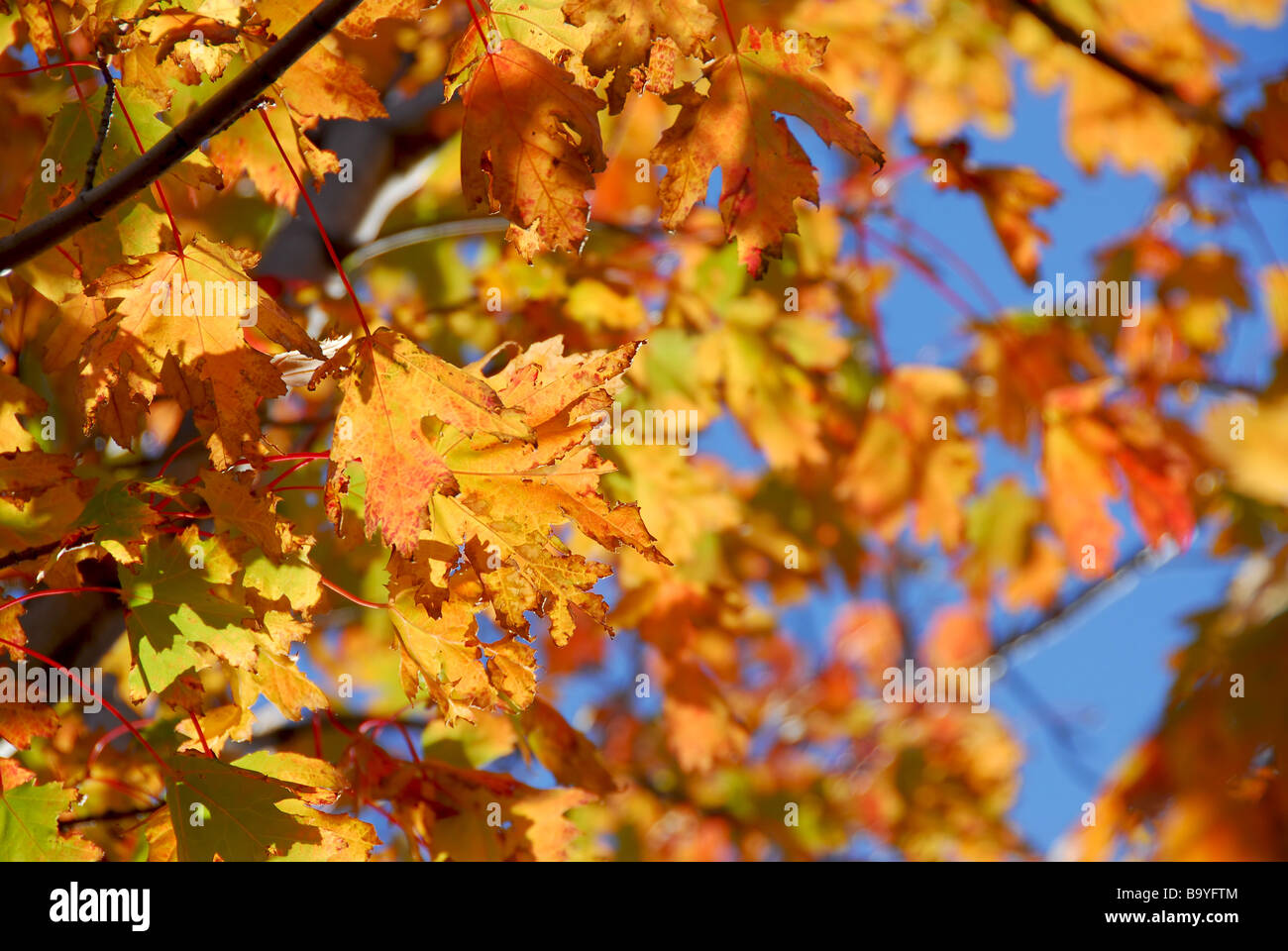 Backlit maple leaf detail hi-res stock photography and images - Alamy