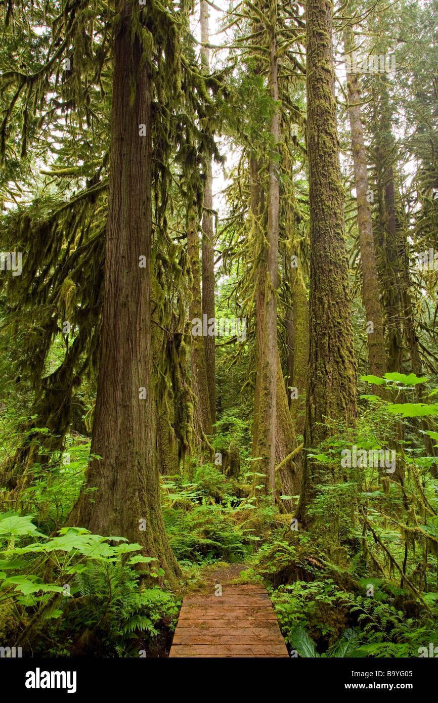 Old growth forest trail - Rockport State Park, Washington Stock Photo ...