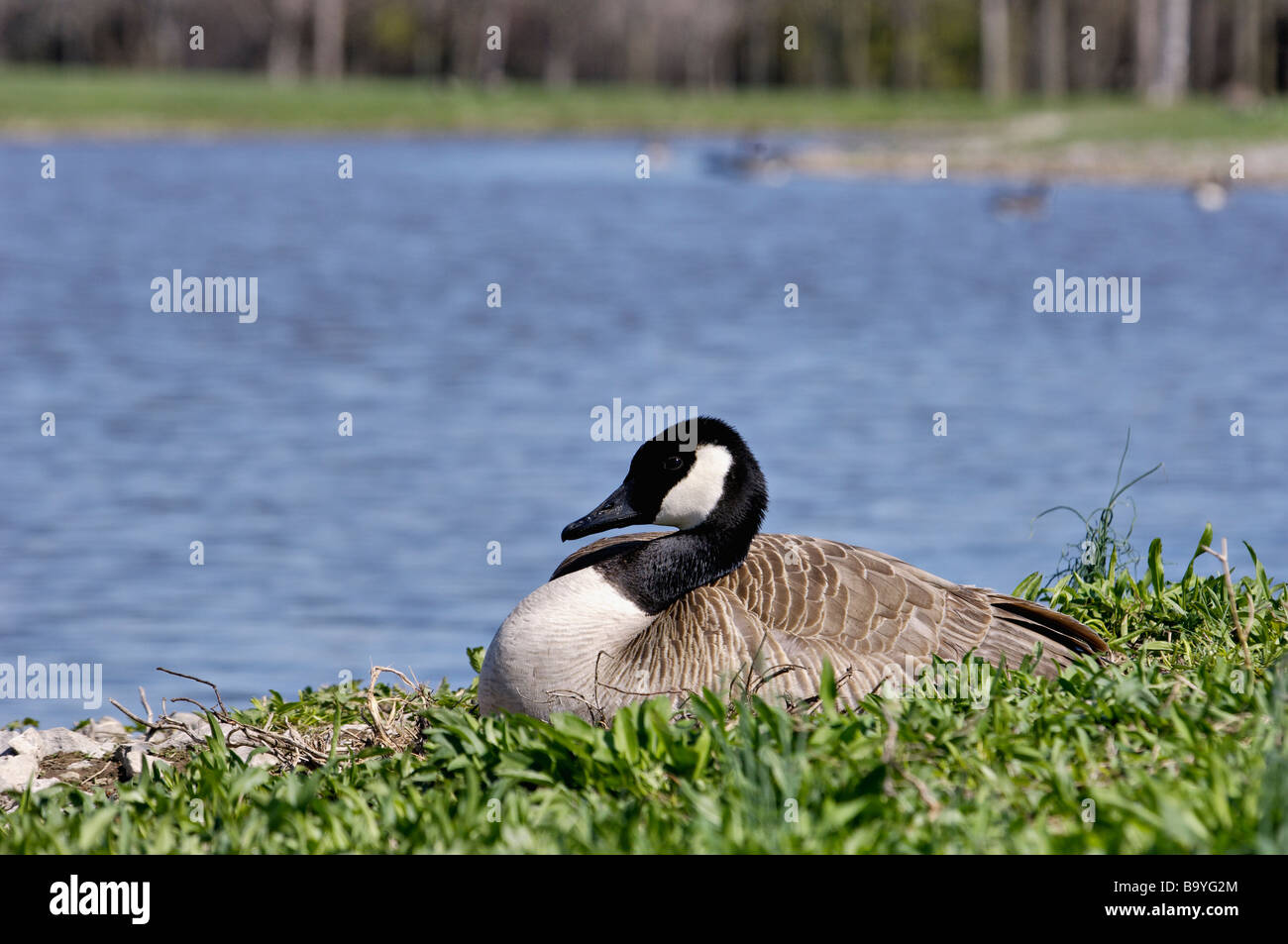 Canadian goose nest hi-res stock photography and images - Alamy