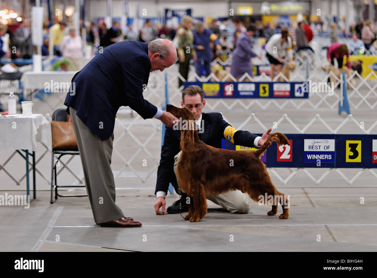 Irish Setter being Shown and Judged in the Show Ring at the Louisville ...