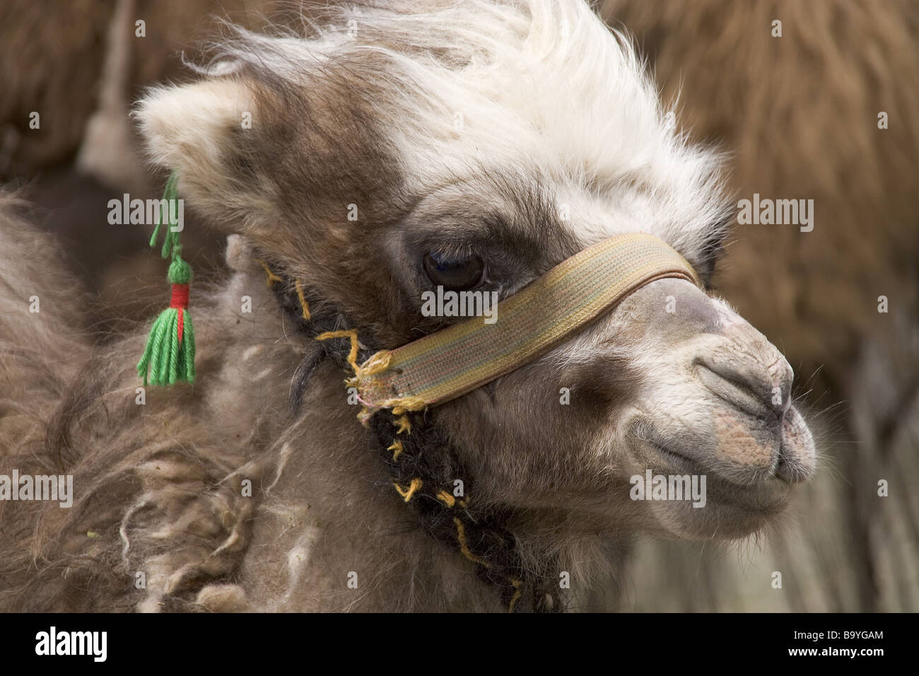 Camel Halters Stock Photos & Camel Halters Stock Images - Alamy