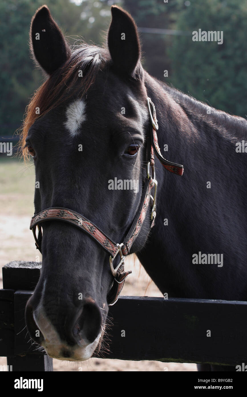 On the American farm portrait of a horse's head farming in USA blurred ...