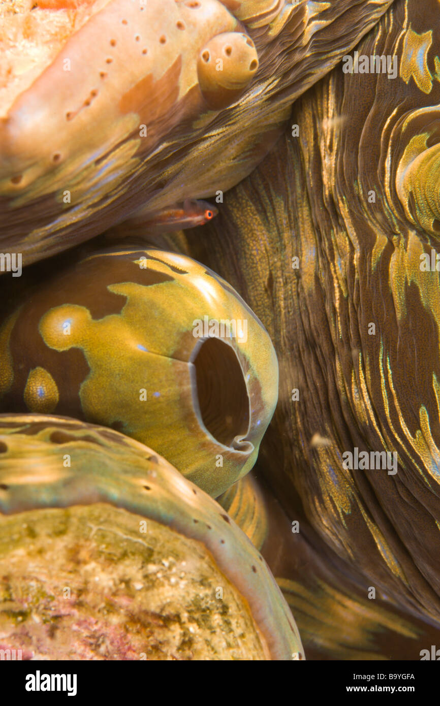 Giant clam and Goby fish Stock Photo - Alamy