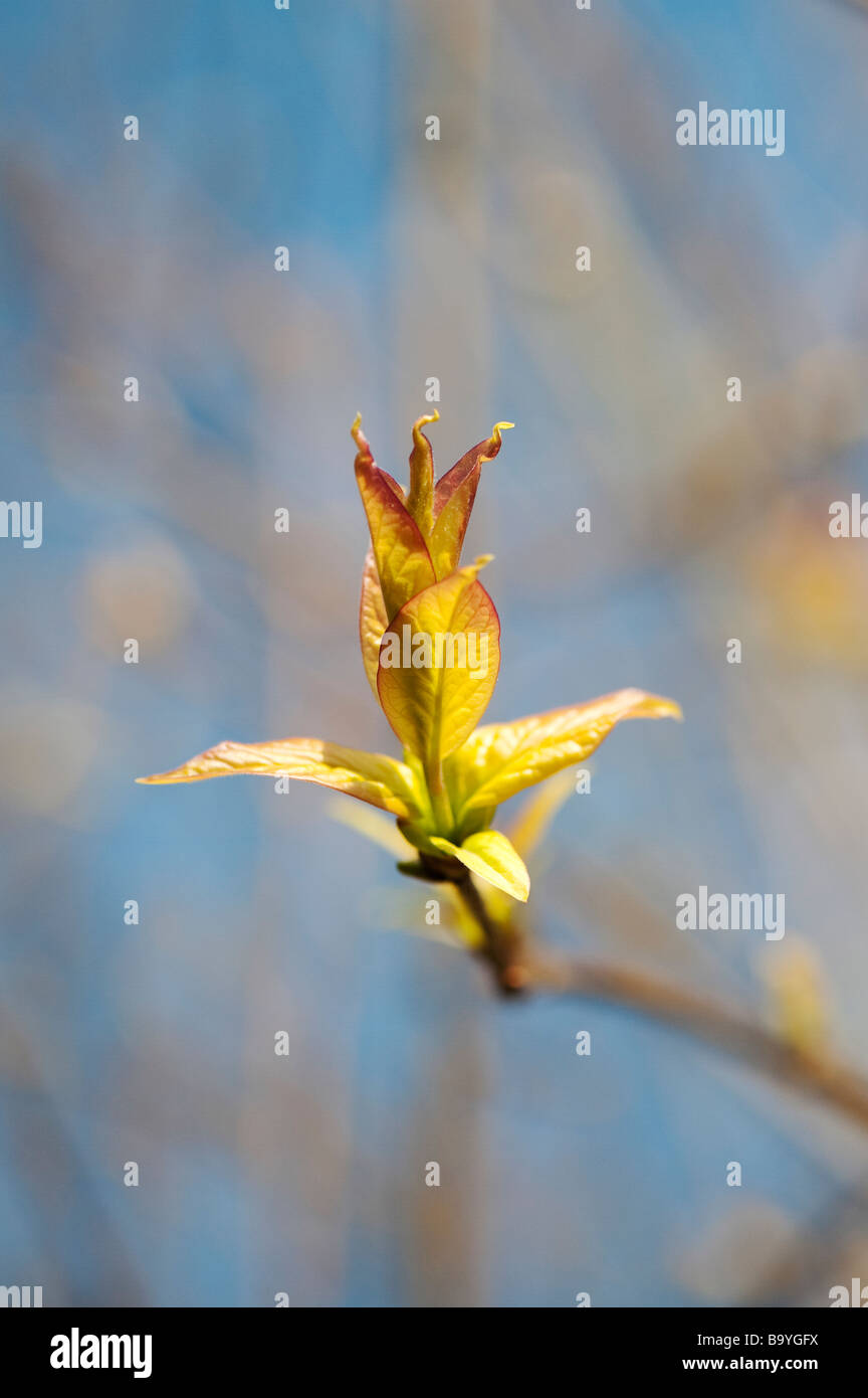 Syringa robusta hi-res stock photography and images - Alamy