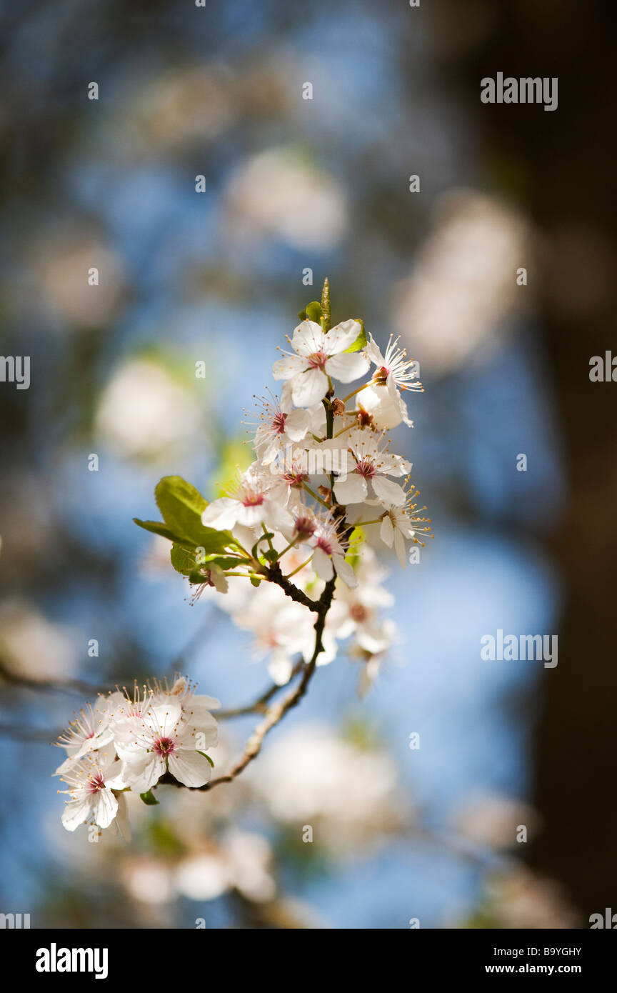 Prunus maackii, Manchurian amur cherry tree blossom Stock Photo - Alamy