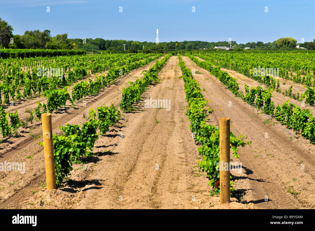 Rows of young grape vines growing in Niagara peninsula vineyard Stock ...