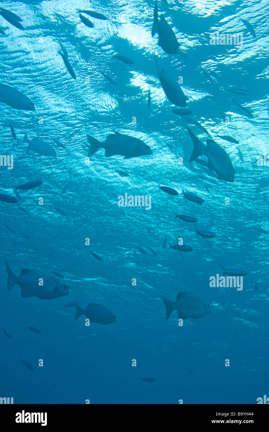 Blue fish wild sealife hi-res stock photography and images - Alamy