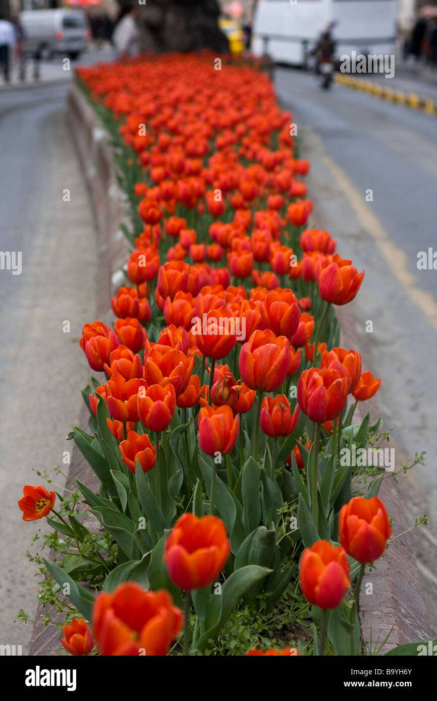 Roadside tulips hi-res stock photography and images - Alamy