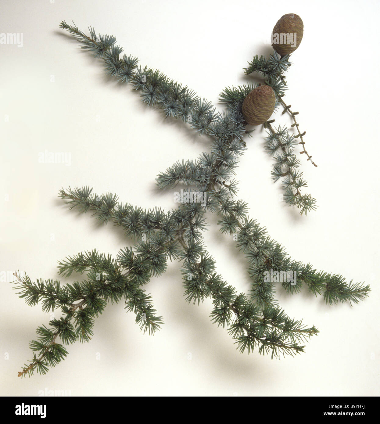 Cedrus atlantica 'Glauca’, the blue Atlas cedar Stock Photo - Alamy