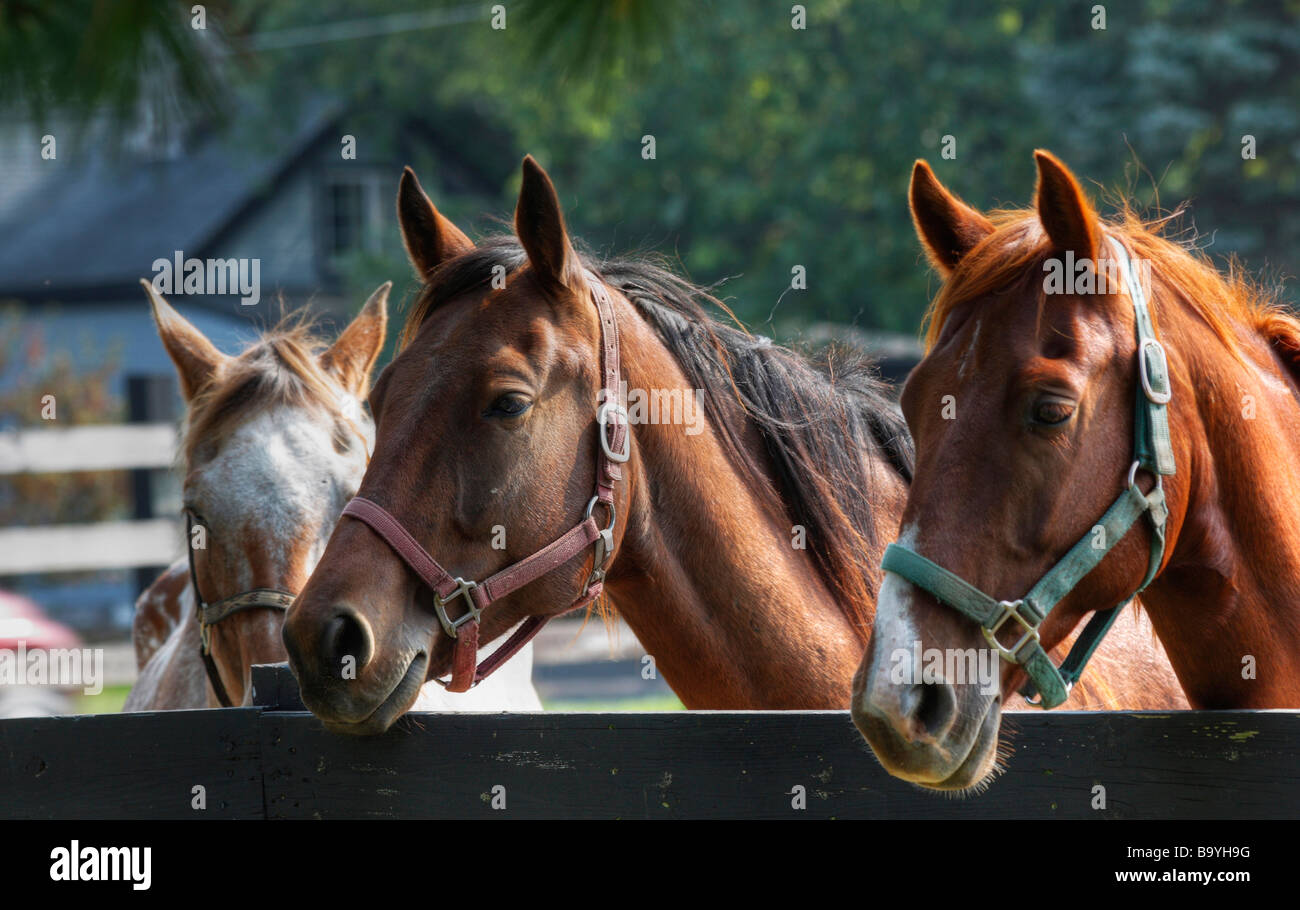 Ranch hi res hi-res stock photography and images - Alamy