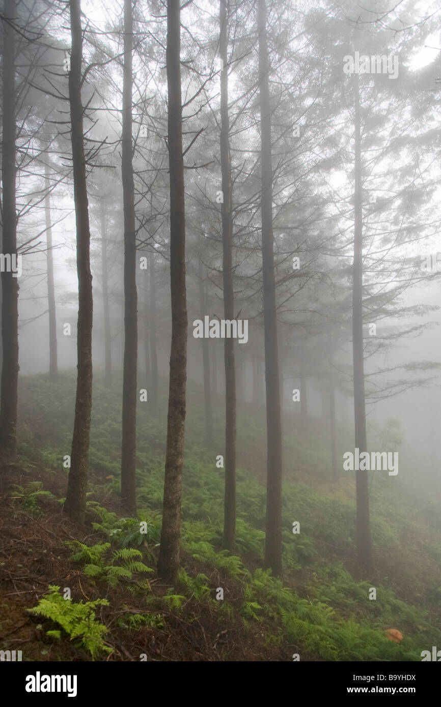 trees at a foggy scenery Madeira Island Portugal Stock Photo - Alamy