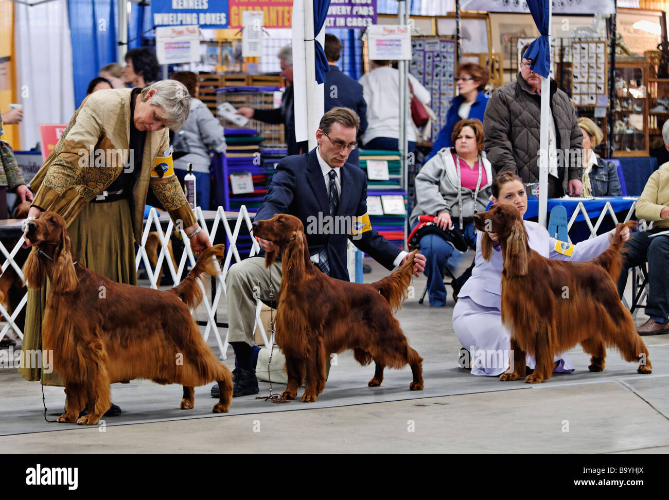 Irish Setters being Shown in the Show Ring at the Louisville Dog Show ...