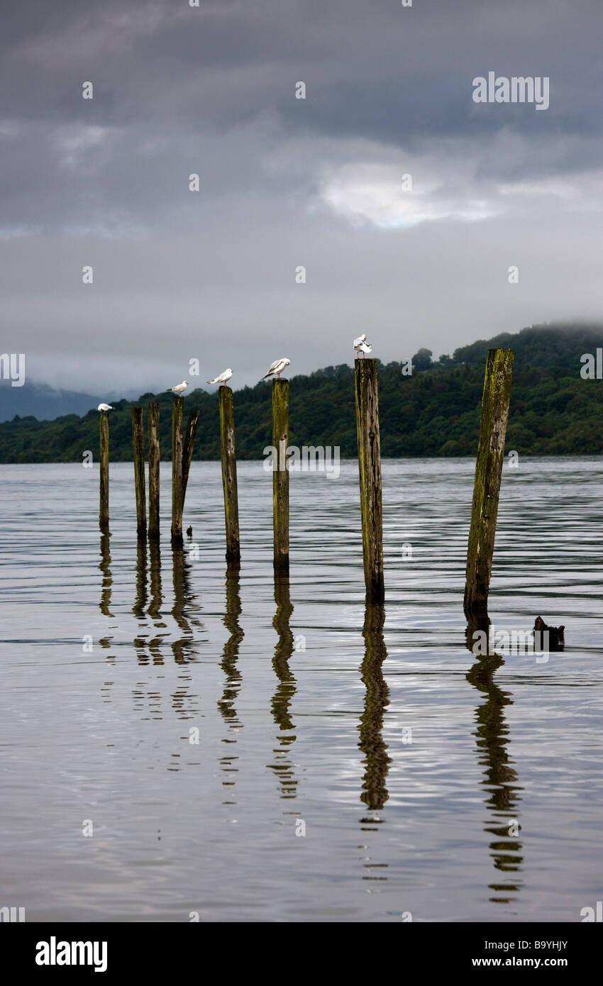 Tidal Estuaries, Scotland Stock Photo - Alamy