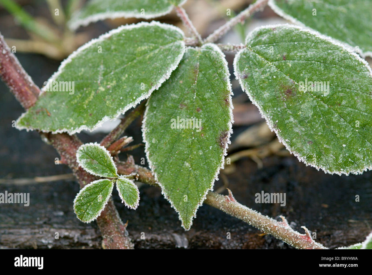 Brambles stems hi-res stock photography and images - Alamy