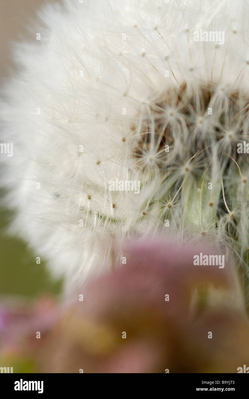 Dandelion tufts hi-res stock photography and images - Alamy