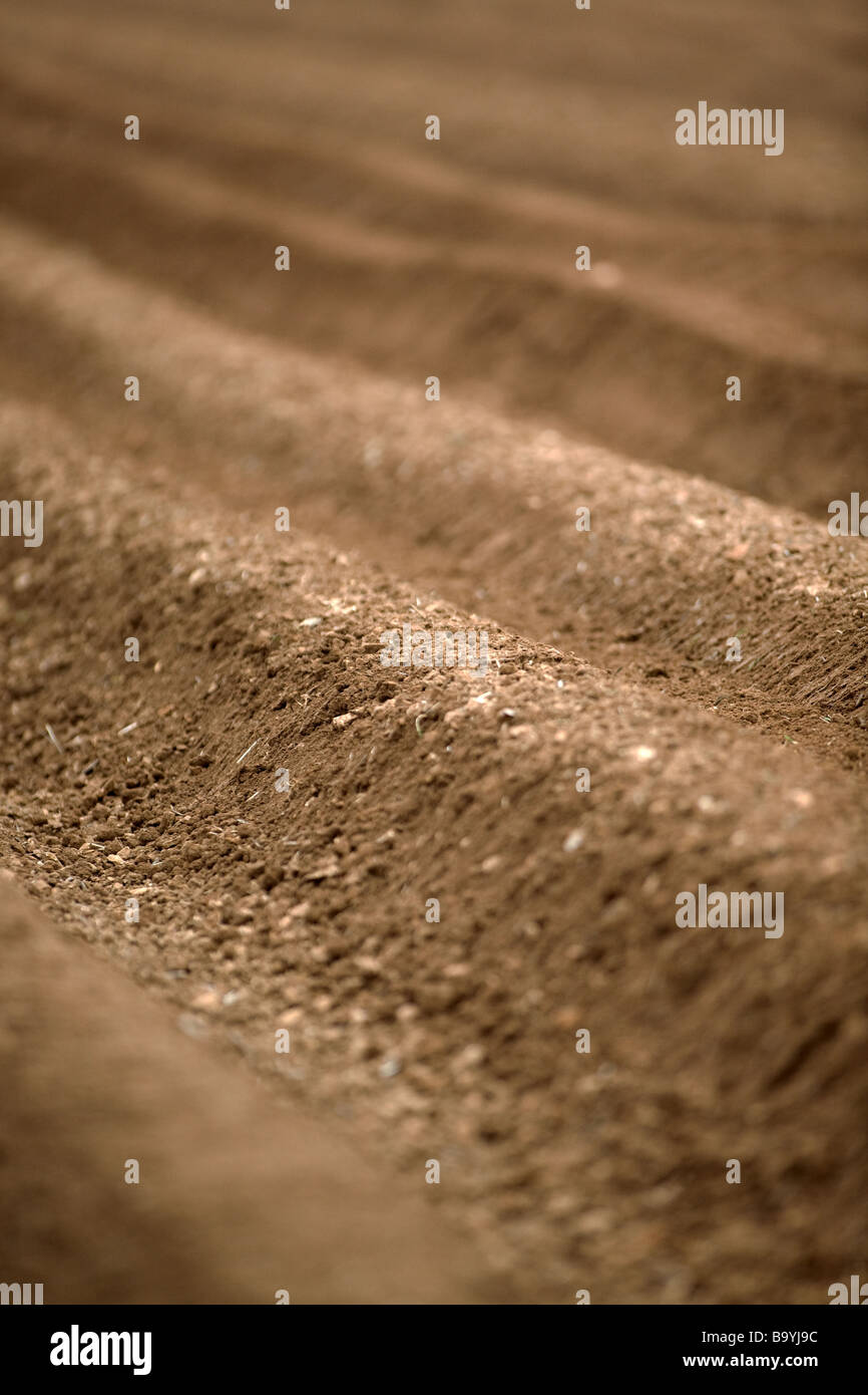 Potato ridges hi-res stock photography and images - Alamy