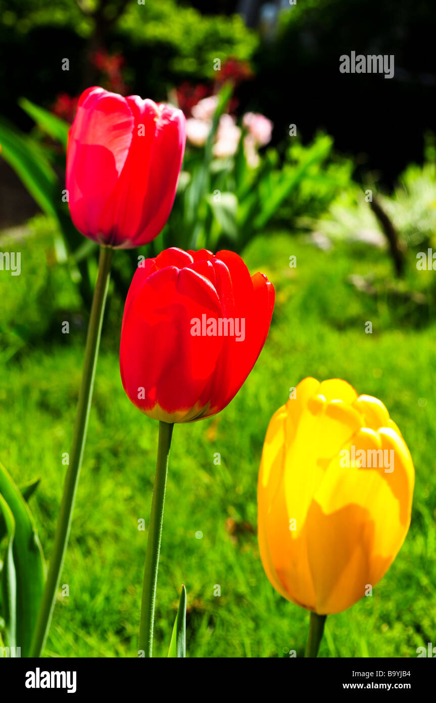 Red perennials in bloom hi-res stock photography and images - Alamy