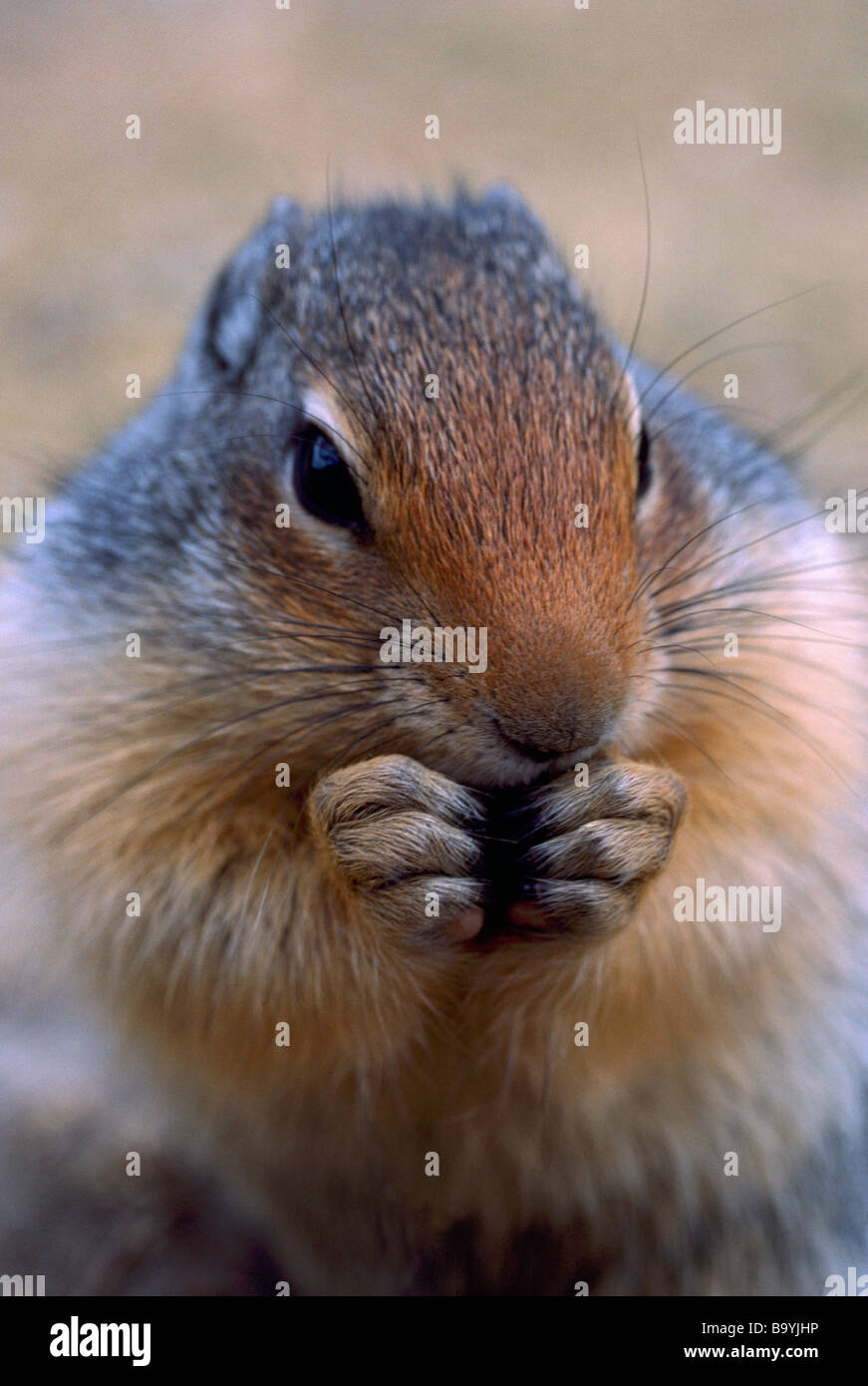 Closeup of Columbian Ground Squirrel (Spermophilus columbianus) eating ...
