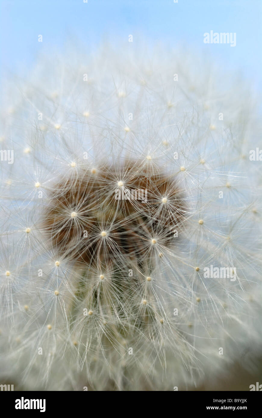 Dandelions parachute hi-res stock photography and images - Alamy