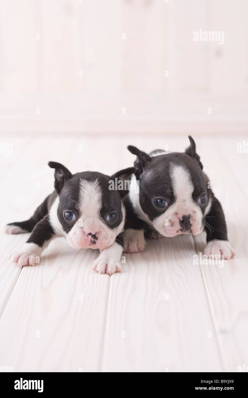 Two boston terrier lying down Stock Photo - Alamy