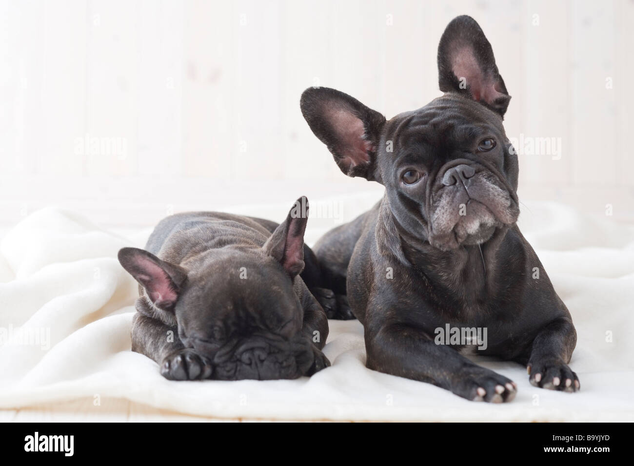 Snuggling animals hi-res stock photography and images - Alamy