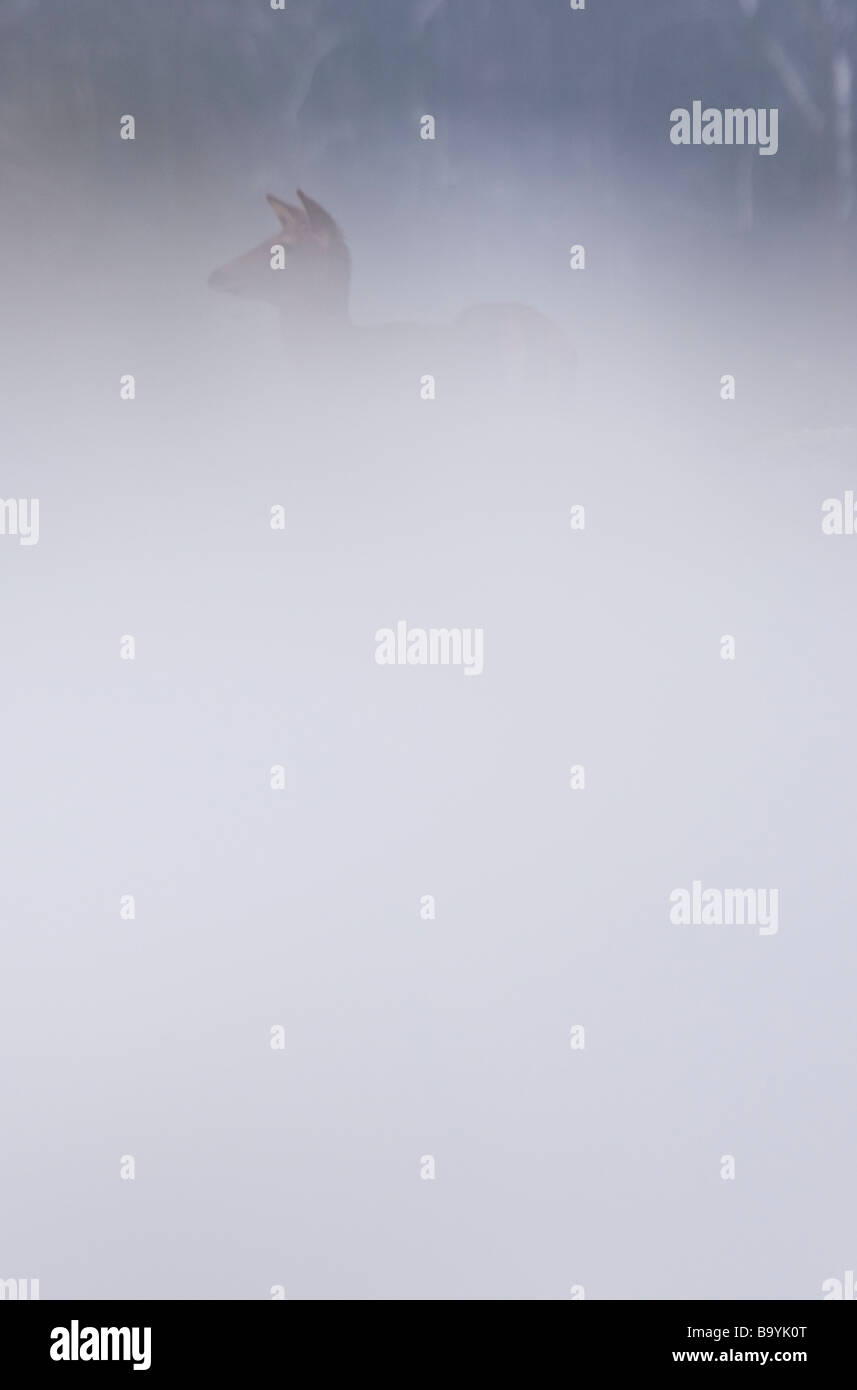 Red Deer in mist and snow Stock Photo - Alamy
