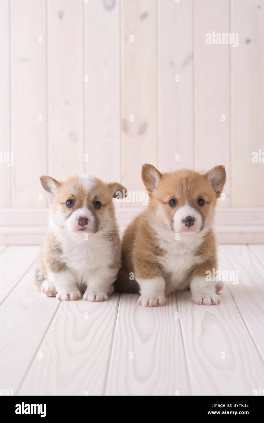 Two pembroke welsh corgi sitting Stock Photo - Alamy