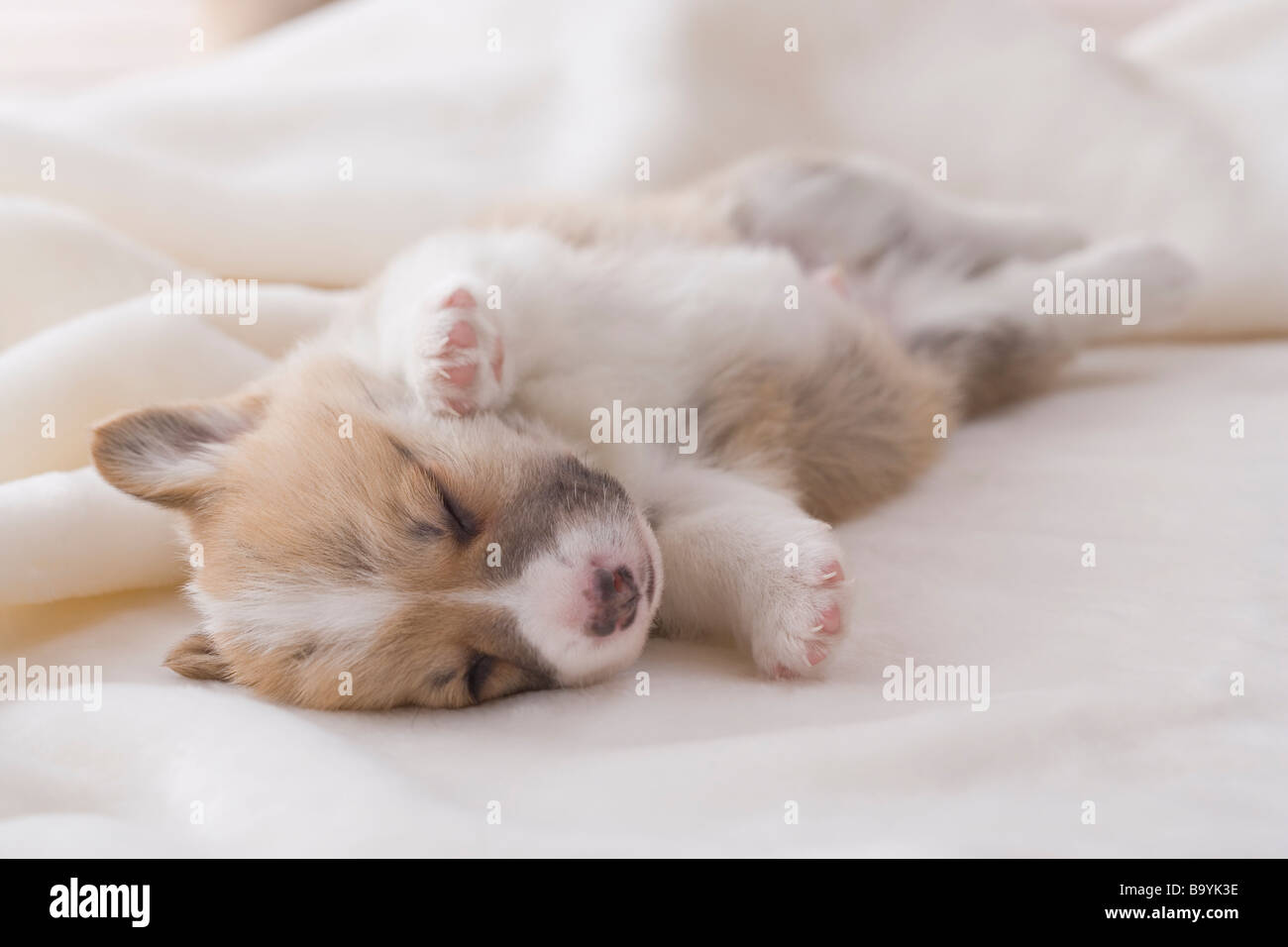 Pembroke welsh corgi sleeping on a blanket Stock Photo - Alamy