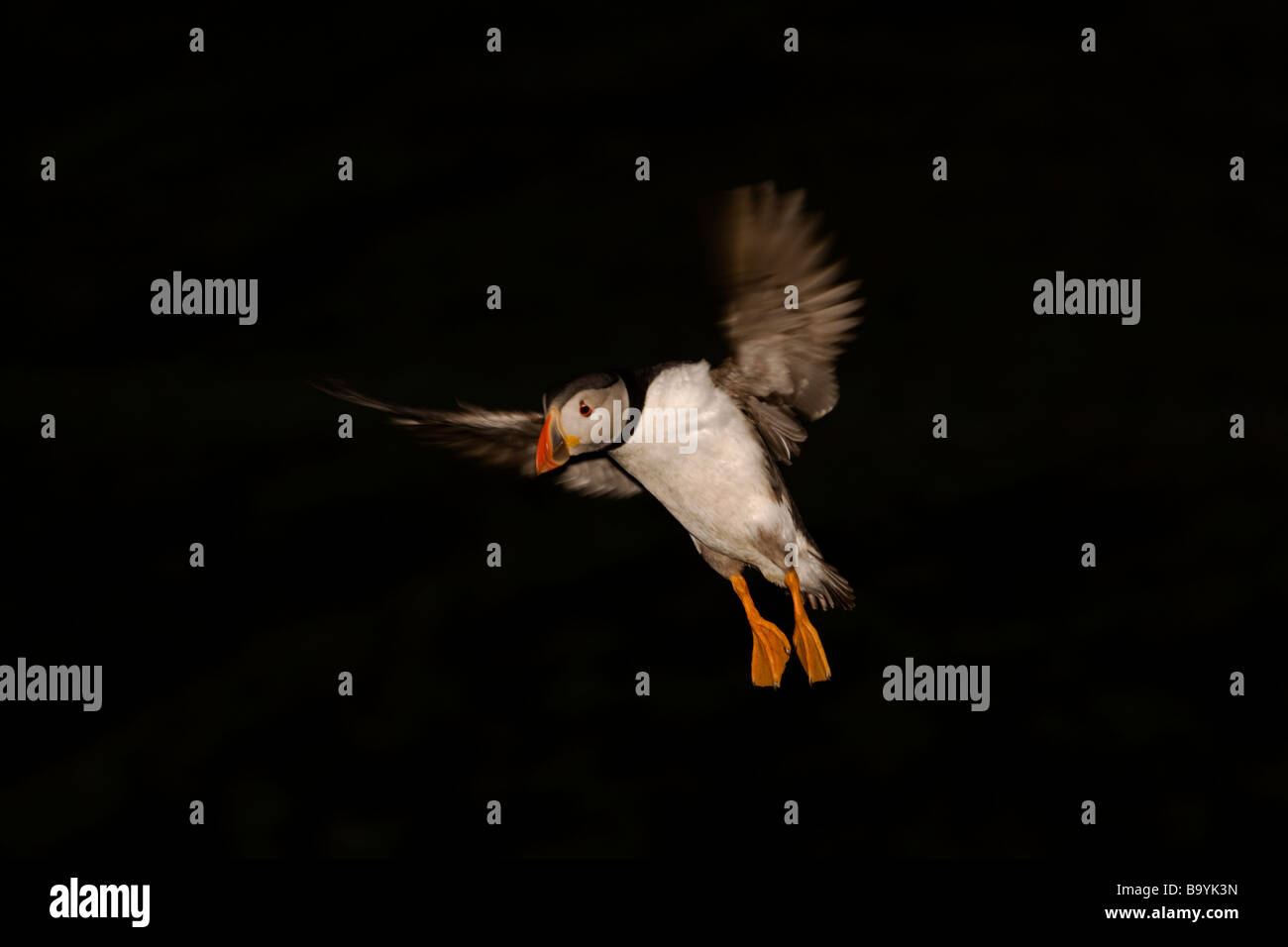 Puffin in flight at night skomer Stock Photo - Alamy