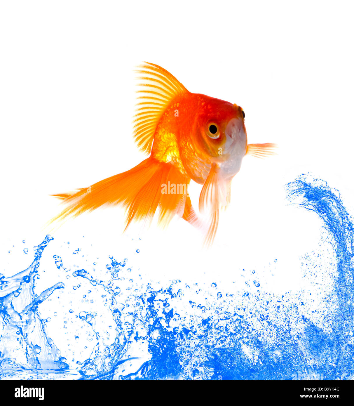 gold fish jumping over slash blue water Stock Photo - Alamy