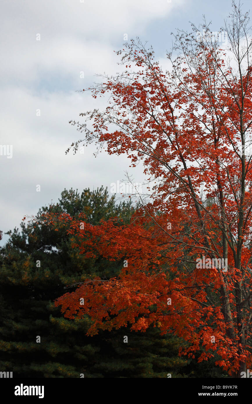 Autumn landscape with tree of red leaves in the park with blue sky ...