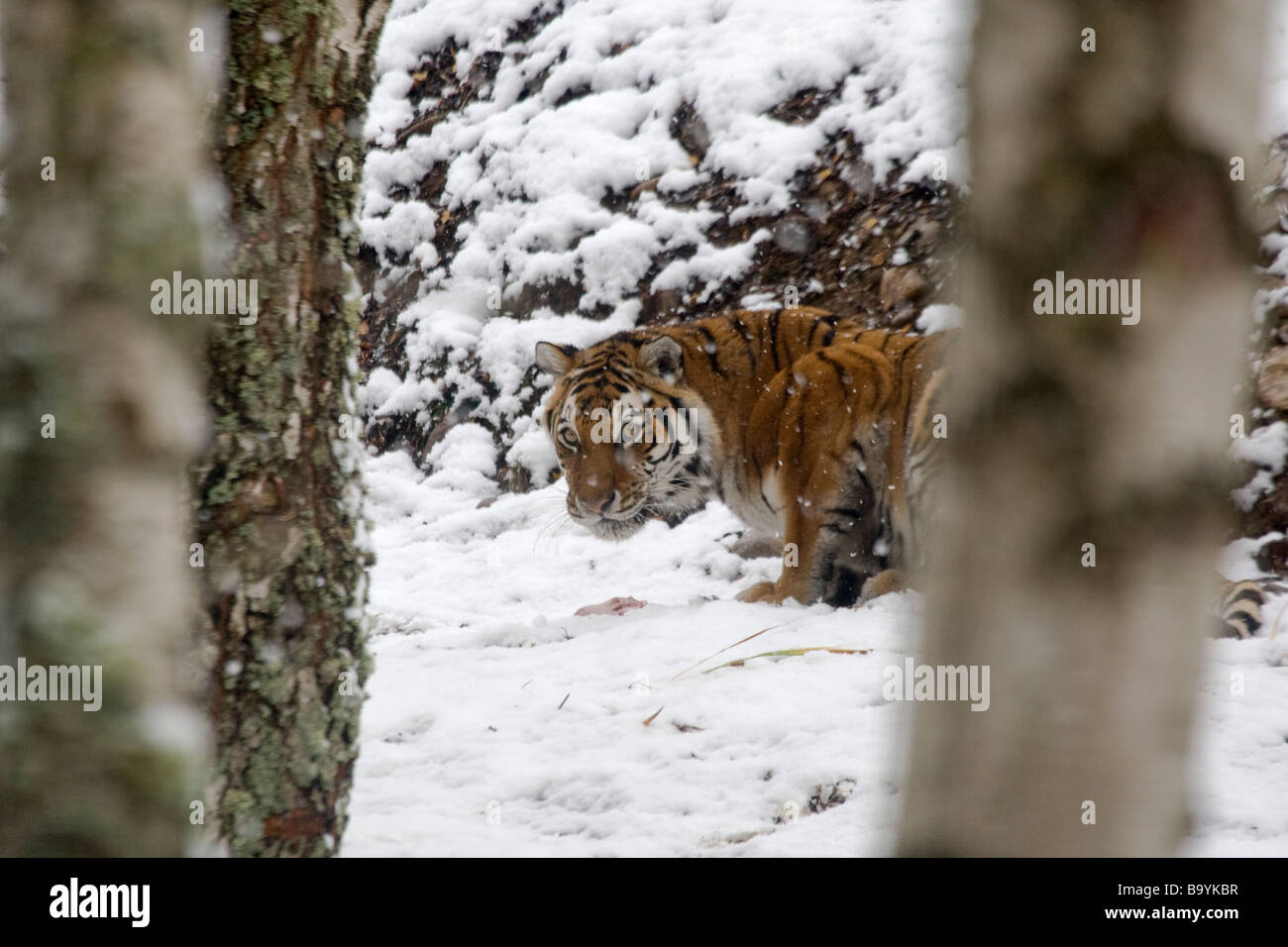 Siberian tiger snow hi-res stock photography and images - Alamy