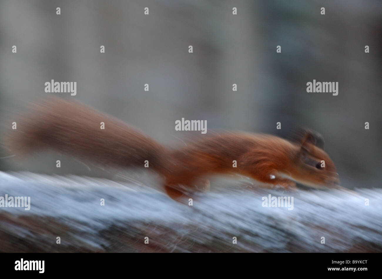 Red Squirrel running along branch showing motion Stock Photo - Alamy