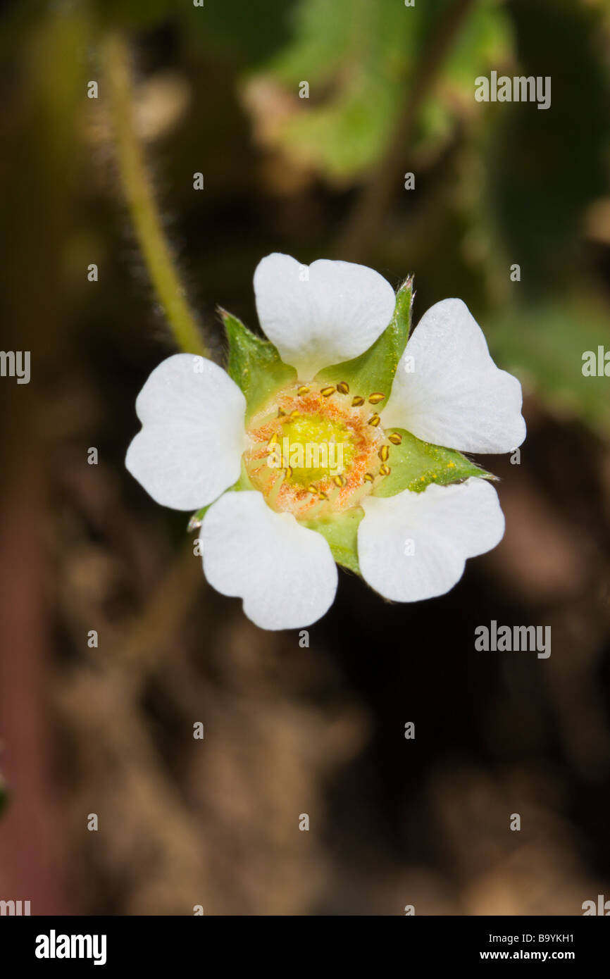 Barren strawberry hi-res stock photography and images - Alamy