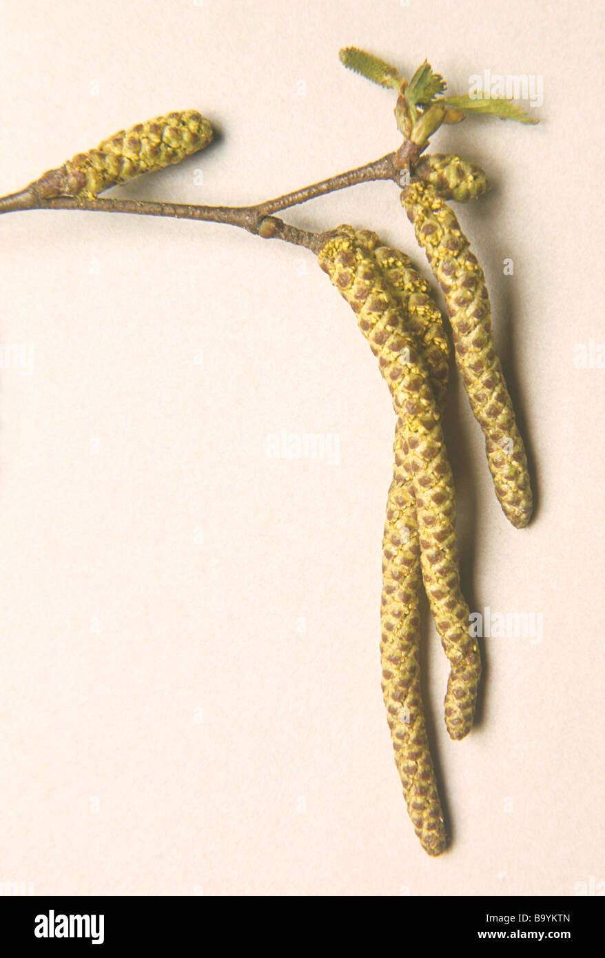 Betula pendula Silver Birch catkins Stock Photo - Alamy