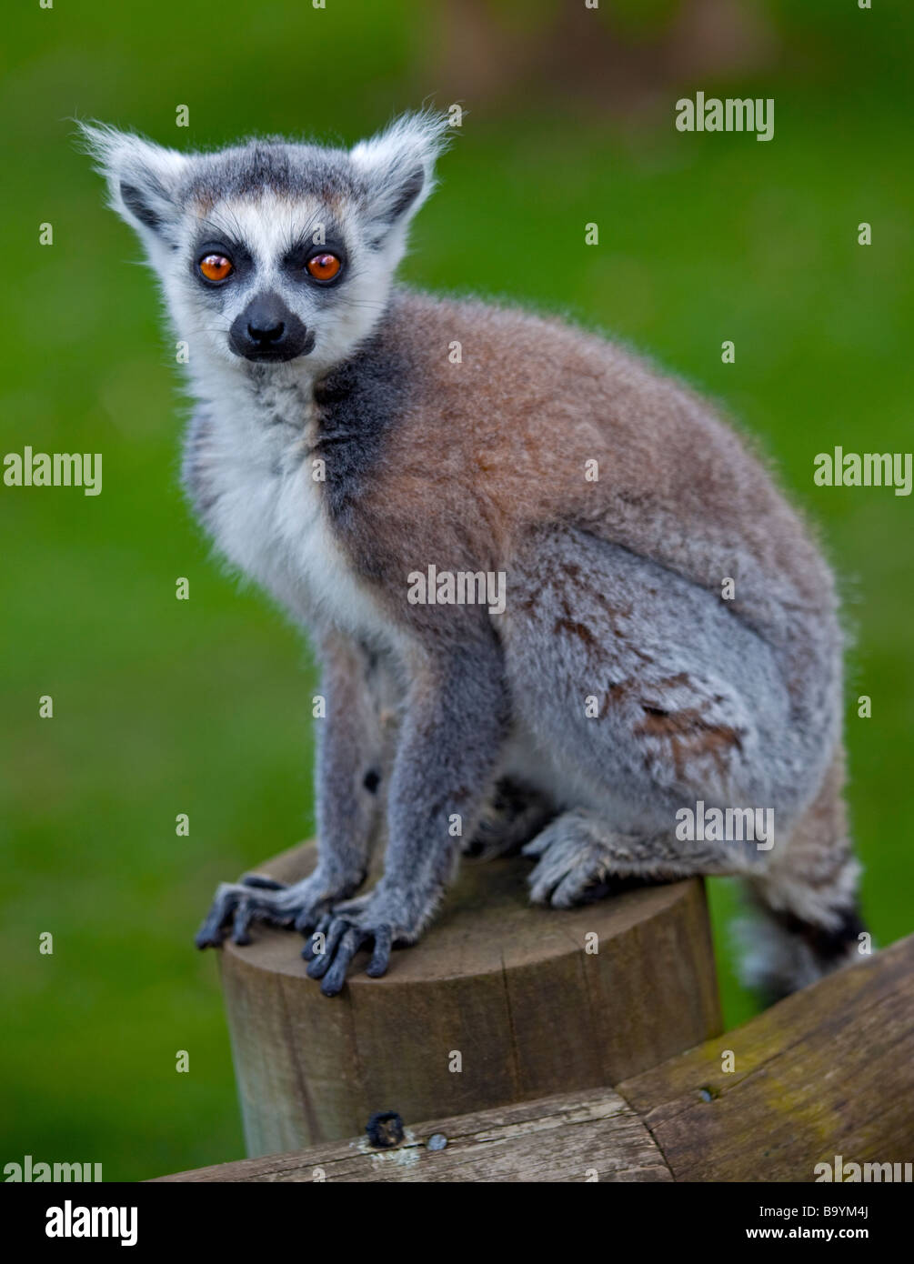 Ring Tailed Lemur (lemur catta) sitting Stock Photo - Alamy