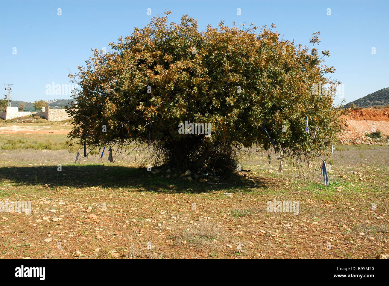 Israel Upper Galilee The Bedouin village of Wadi Salame Ancient Mount ...